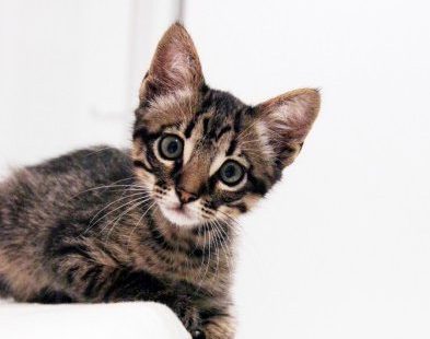 Sos Animal Rescue Prevent A Litter Fix Your Critter